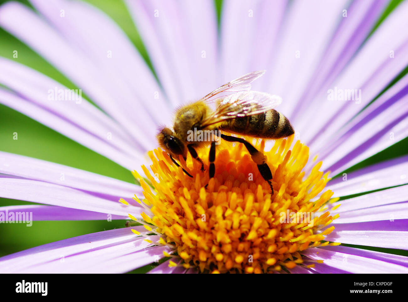 Bee violet flower hi-res stock photography and images - Alamy