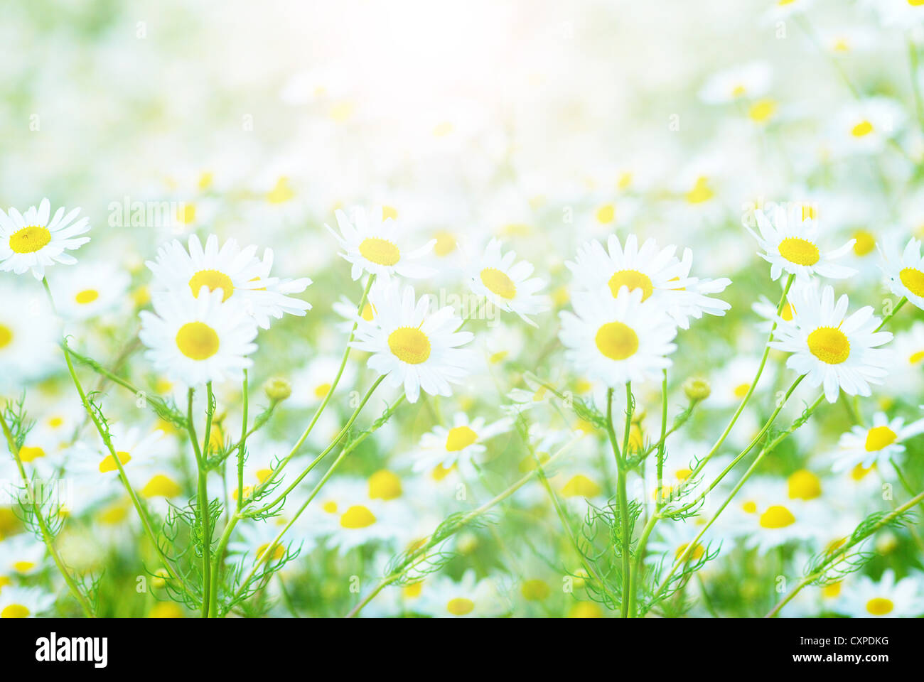 Colorfull flowers background hi-res stock photography and images - Alamy