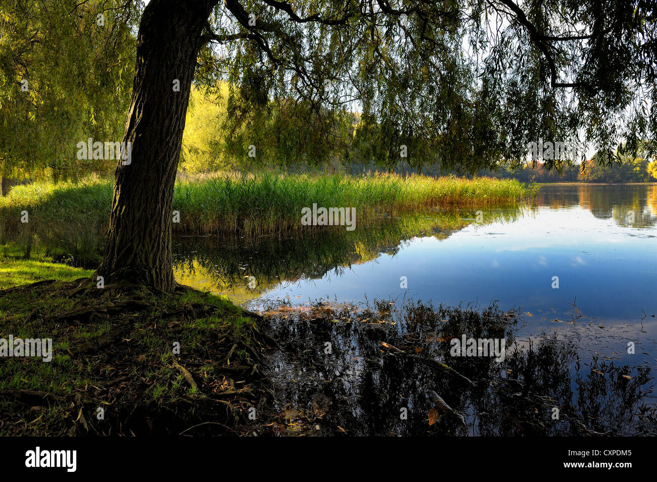 autumn lake wollaton park nottingham england uk Stock Photo - Alamy