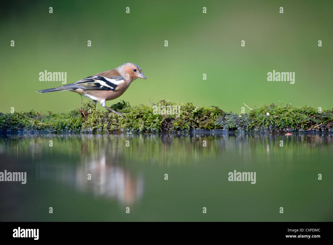 Fringilla hi-res stock photography and images - Alamy