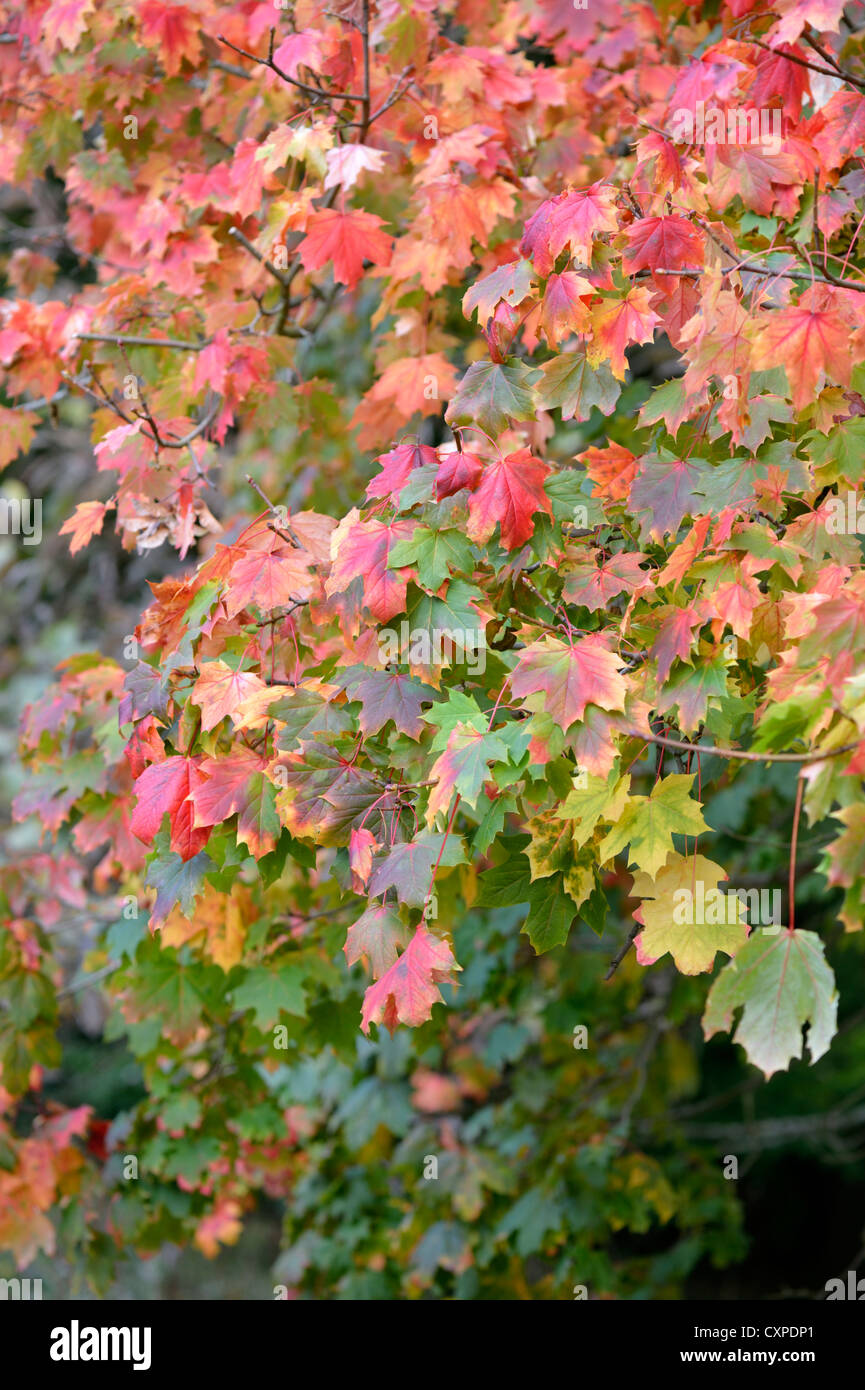 Platanoides tree hi-res stock photography and images - Alamy