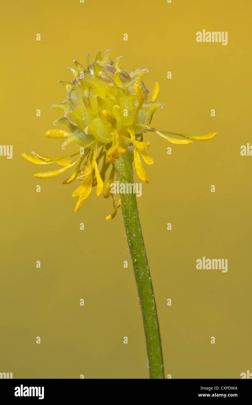 Seed of meadow buttercup hi-res stock photography and images - Alamy