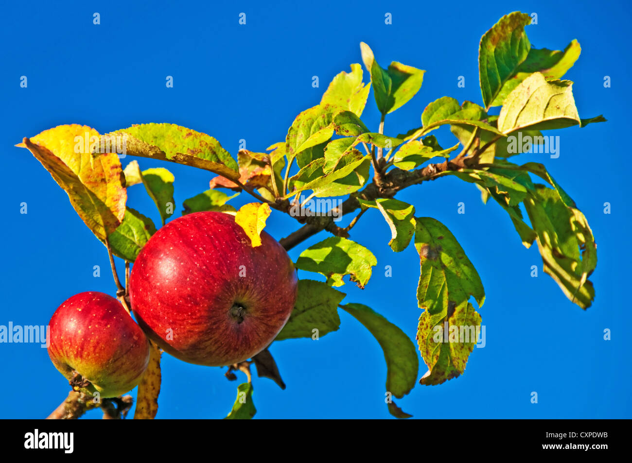 apple on a tree Stock Photo - Alamy