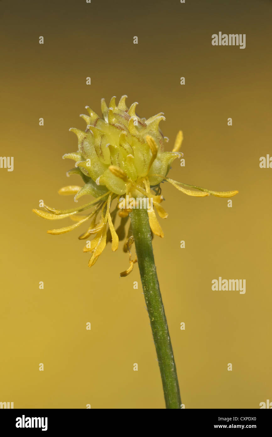 Buttercup seed head Stock Photo - Alamy