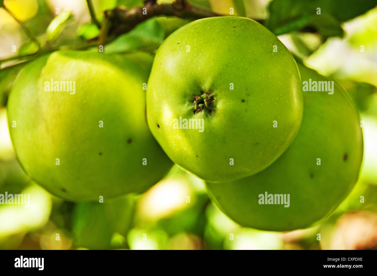Shining Apples High Resolution Stock Photography and Images - Alamy