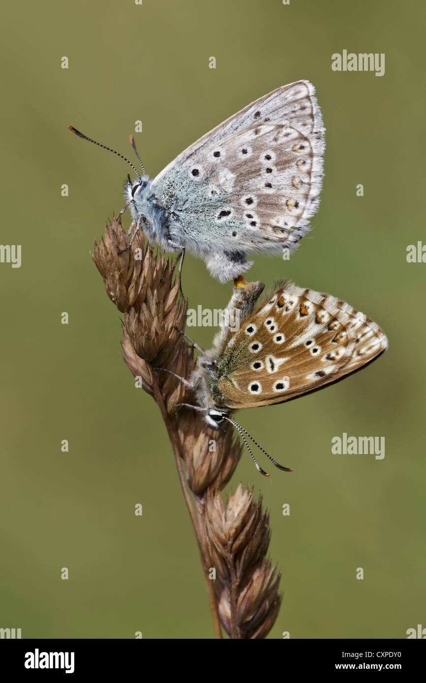 Chalk Hill Blue Butterfly Stock Photo - Alamy