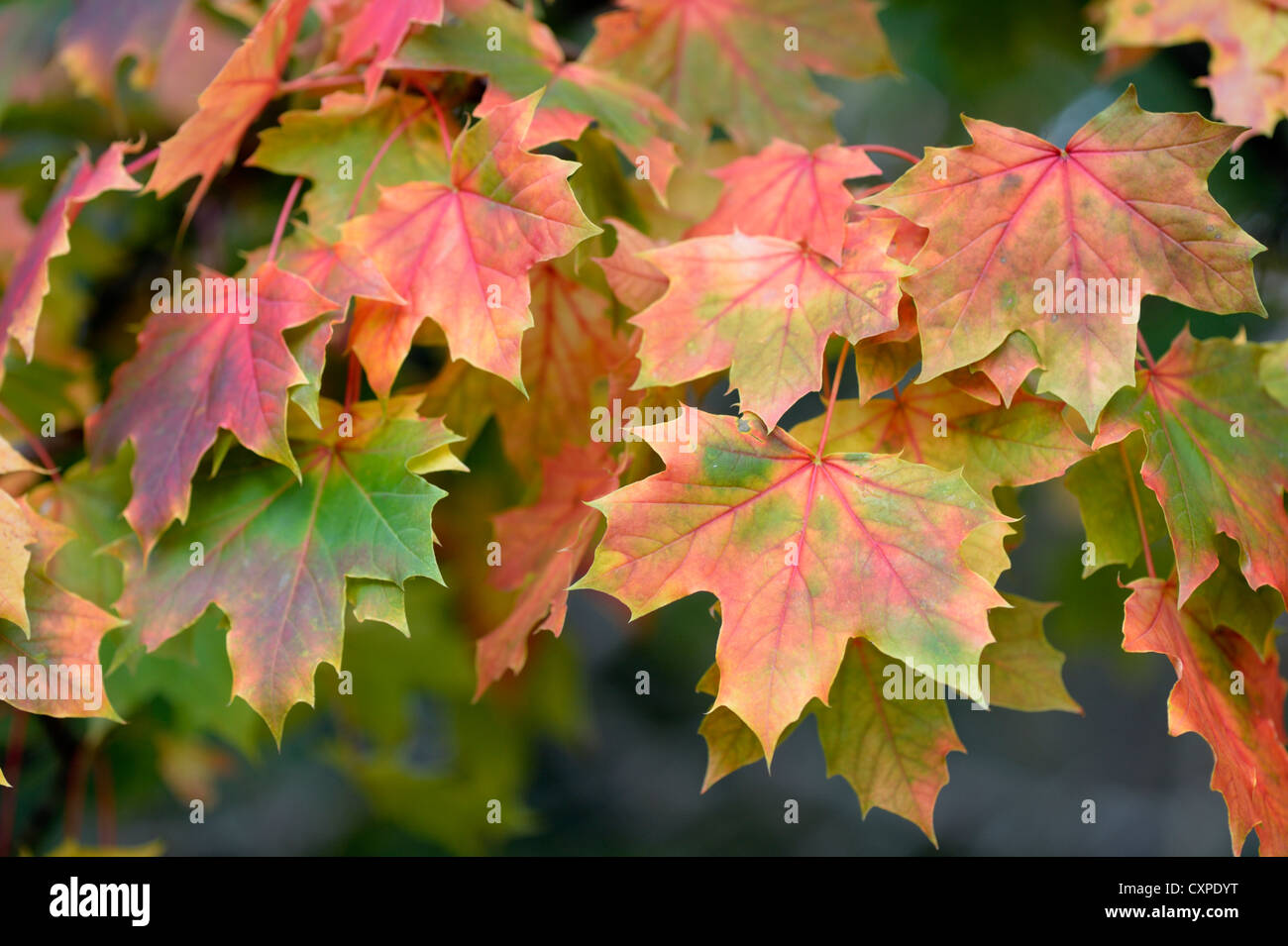 Norway Maple (Acer platanoides Stock Photo - Alamy