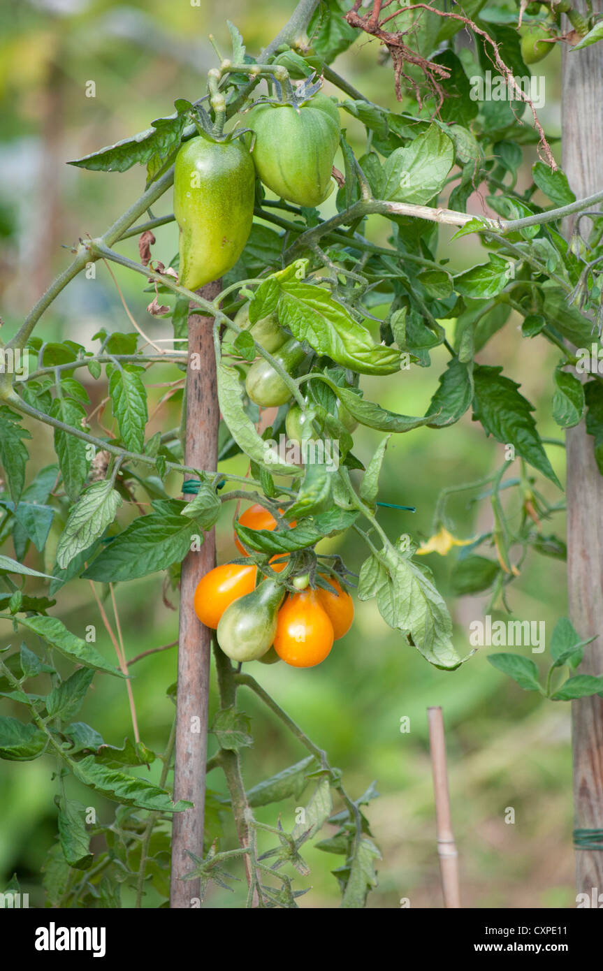 Planter Tomato Stock Photos & Planter Tomato Stock Images - Alamy