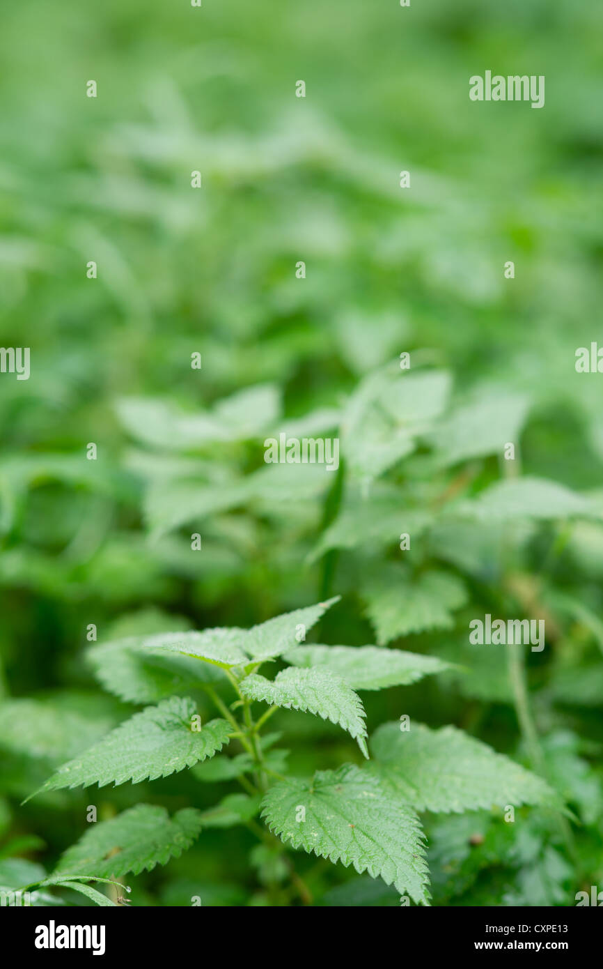 Green nettle field in spring Stock Photo - Alamy