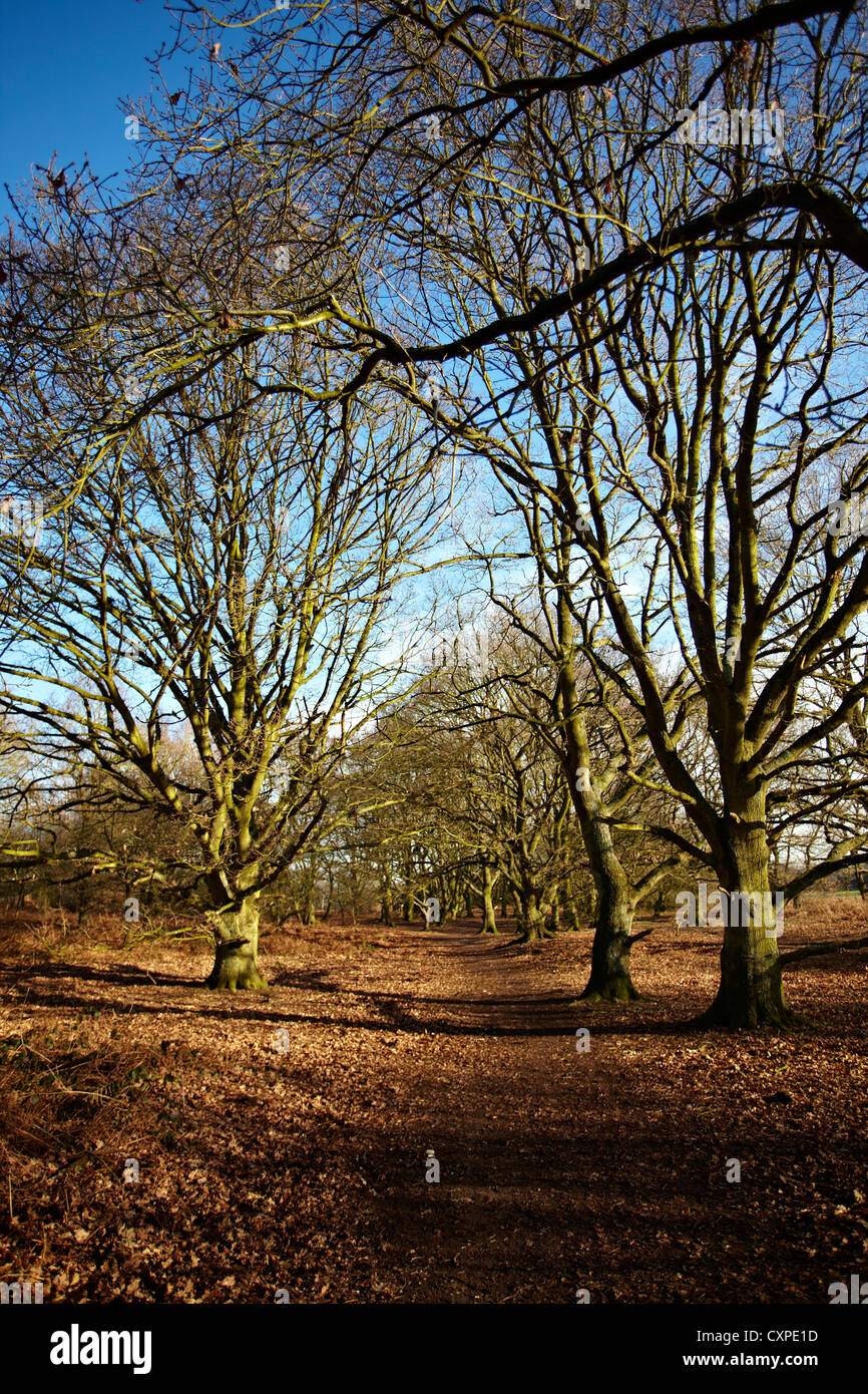 Deciduous trees hi-res stock photography and images - Alamy