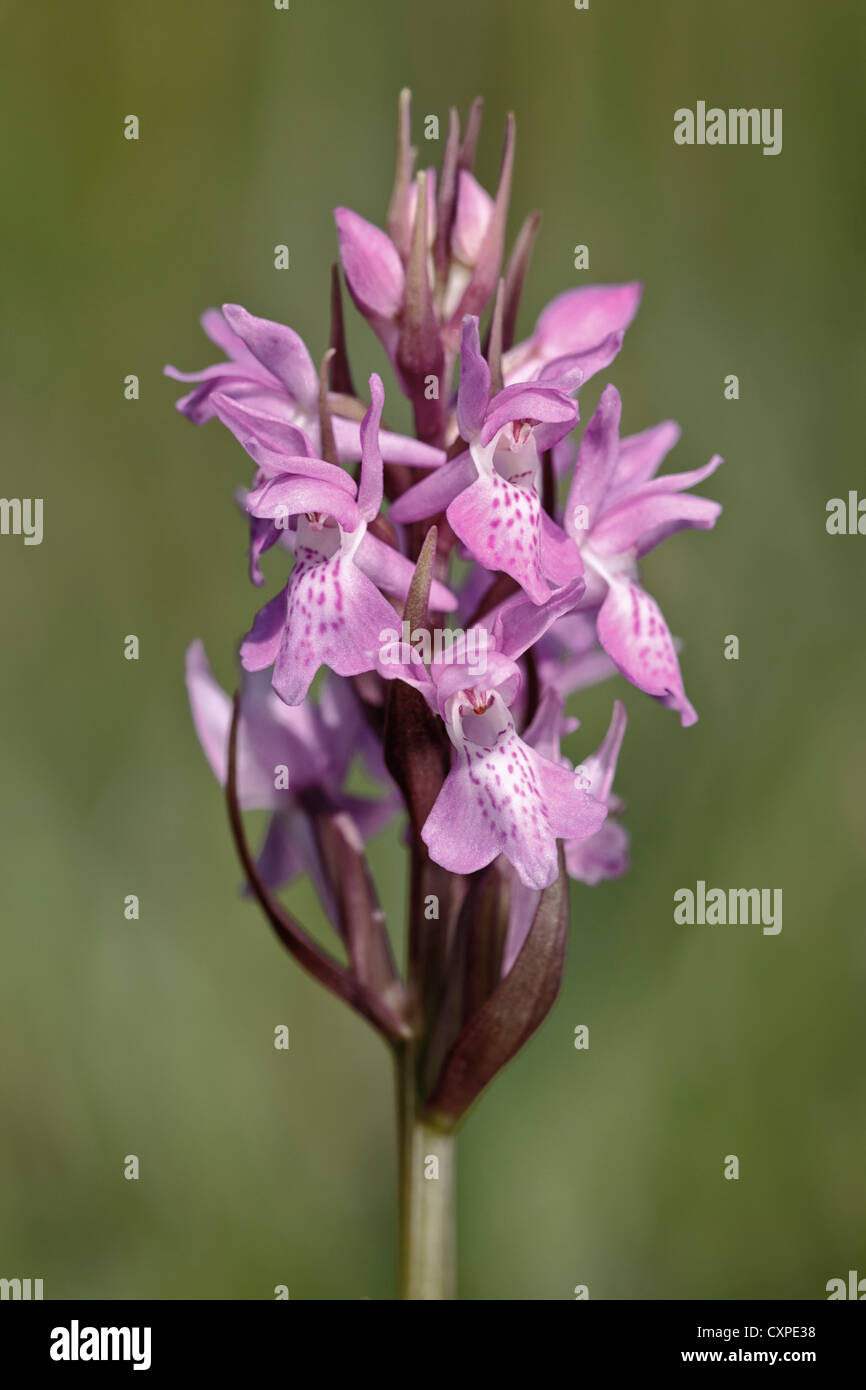 Pink marsh orchid norfolk hi-res stock photography and images - Alamy
