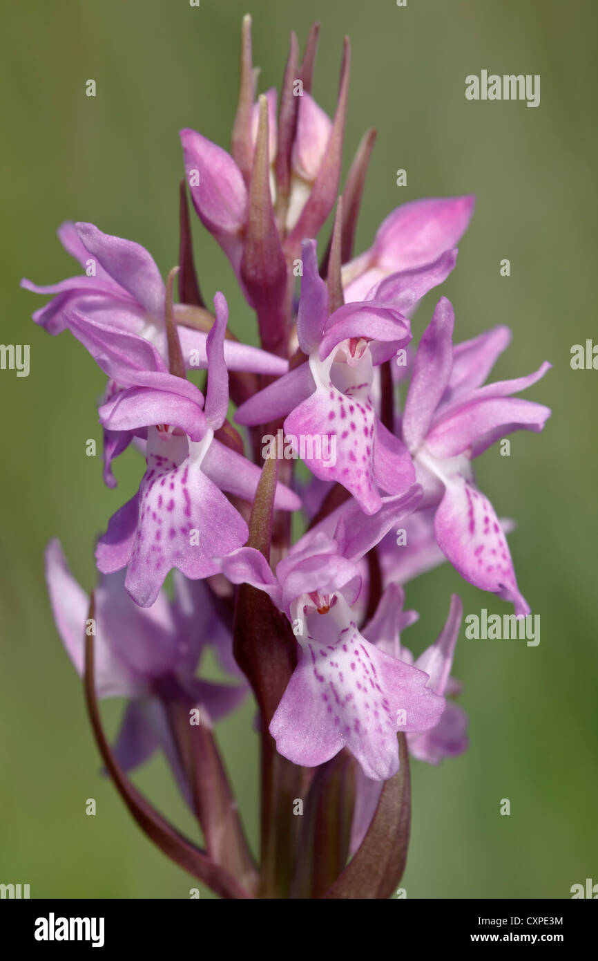 Pink marsh orchid norfolk hi-res stock photography and images - Alamy