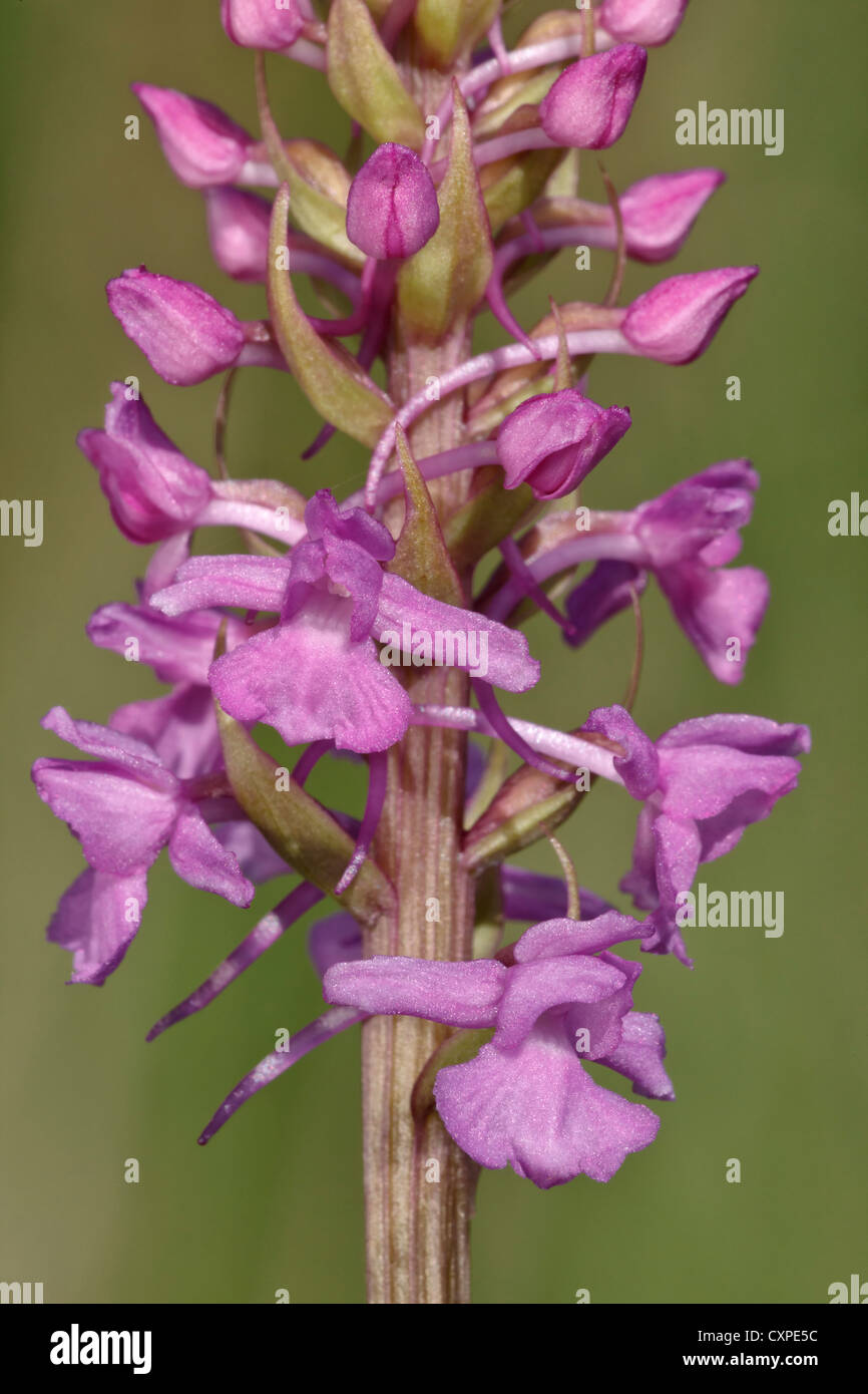 Orchid gb hi-res stock photography and images - Alamy