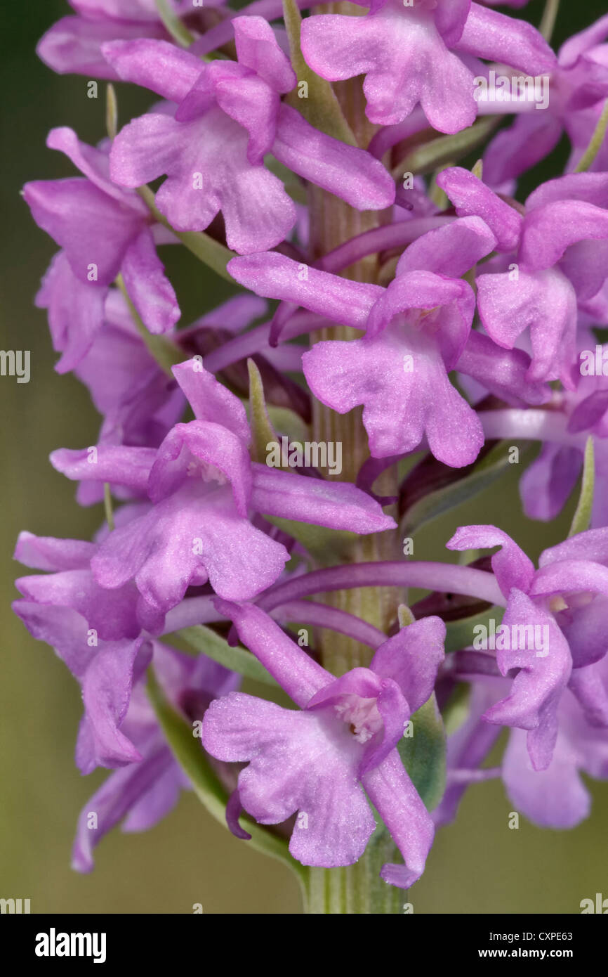 Orchid gb hi-res stock photography and images - Alamy