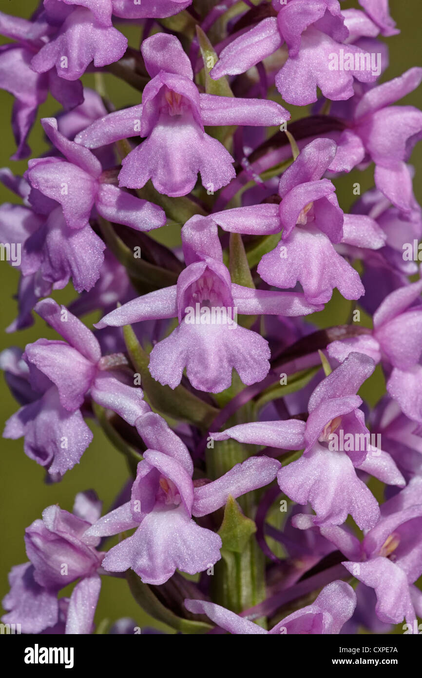 Orchid gb hi-res stock photography and images - Alamy