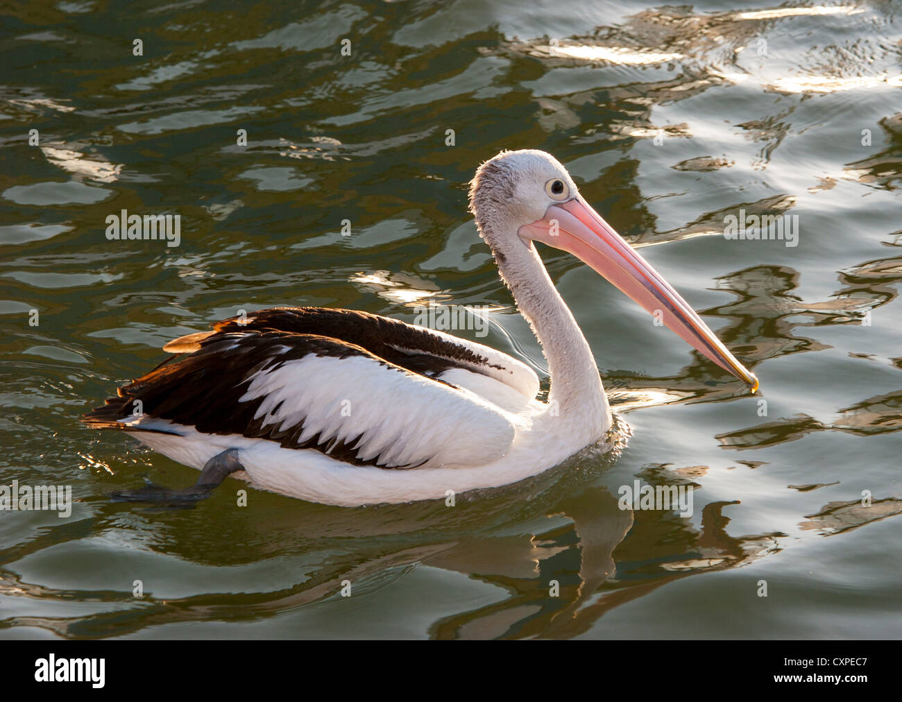 Australian pelican (Pelecanus conspicillatus) swimming in the sea and ...