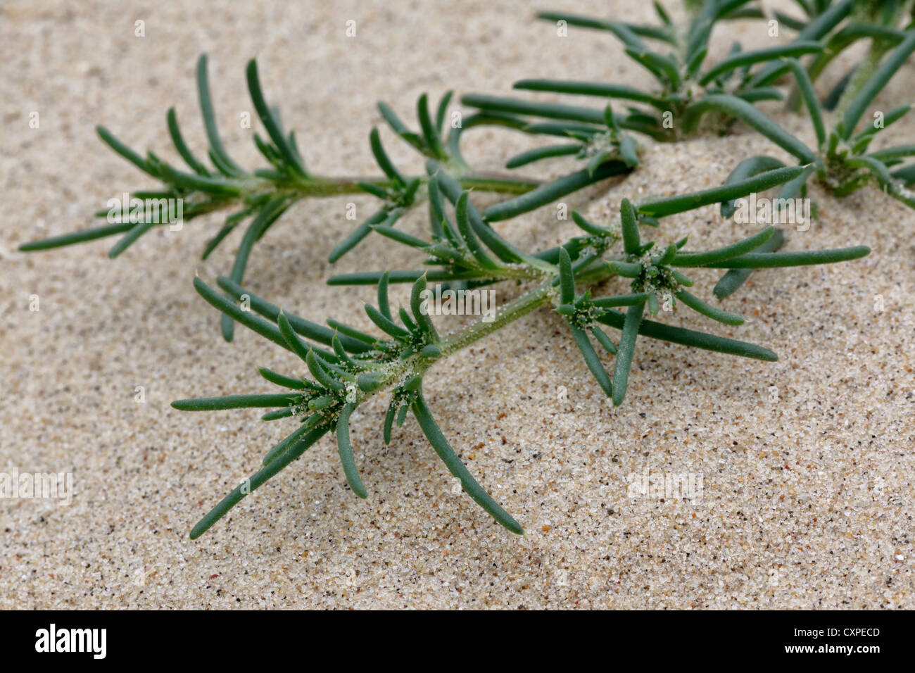 Prickly saltwort beach hi-res stock photography and images - Alamy