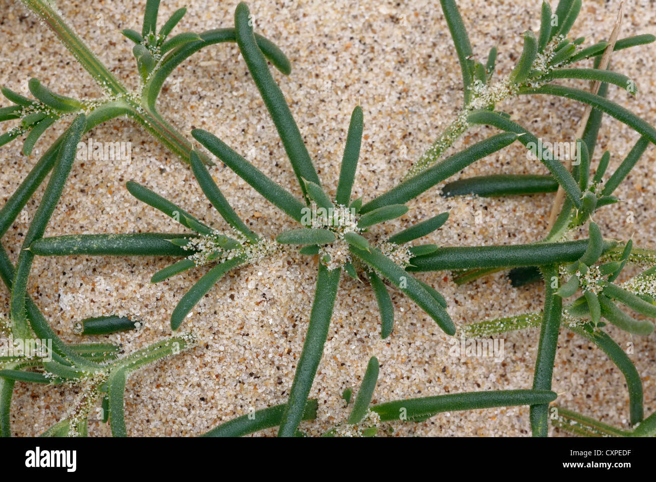 Saltwort hi-res stock photography and images - Alamy