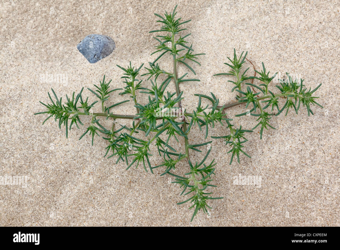 Saltwort hi-res stock photography and images - Alamy