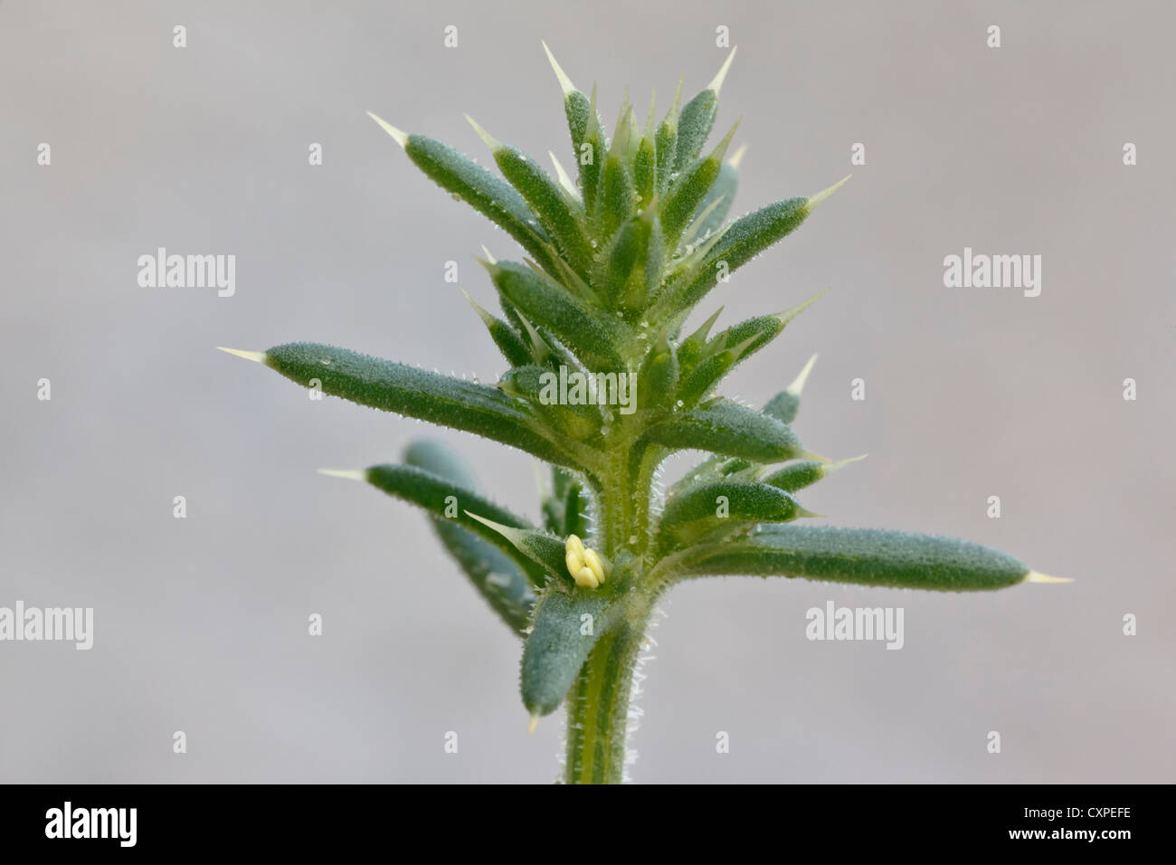 Saltwort hi-res stock photography and images - Alamy