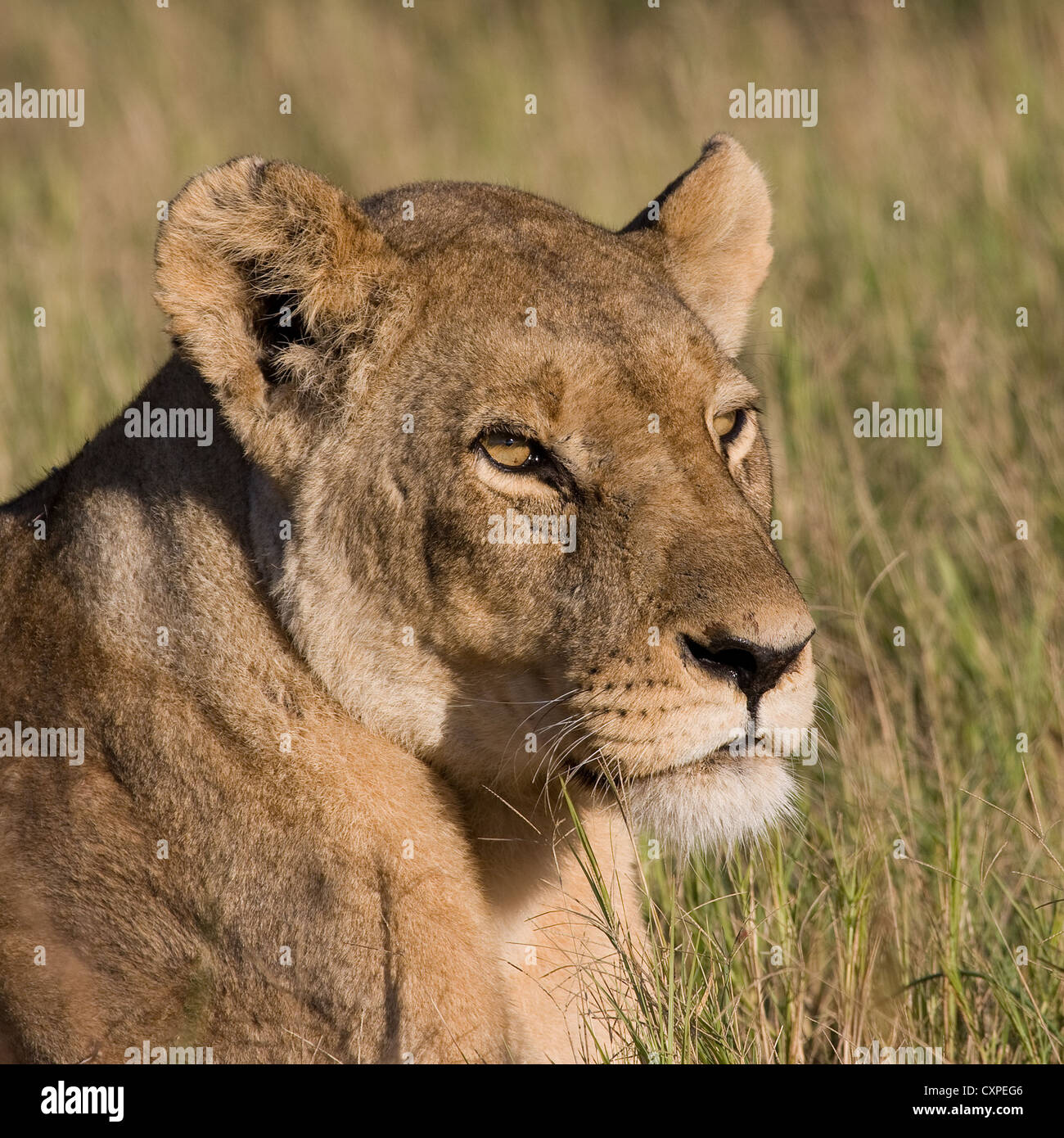 Botswana close up a female lion hi-res stock photography and images - Alamy