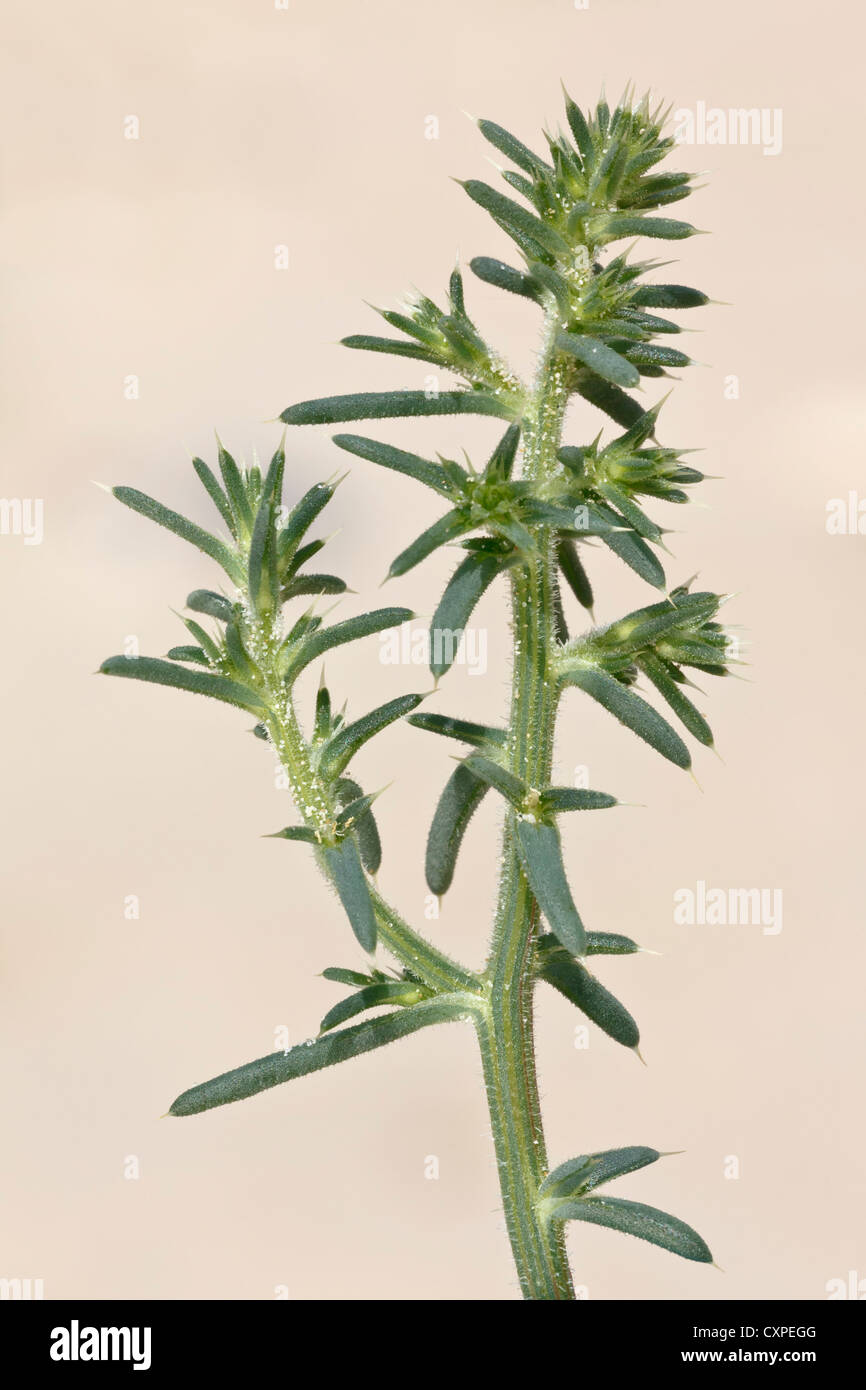 Saltwort hi-res stock photography and images - Alamy