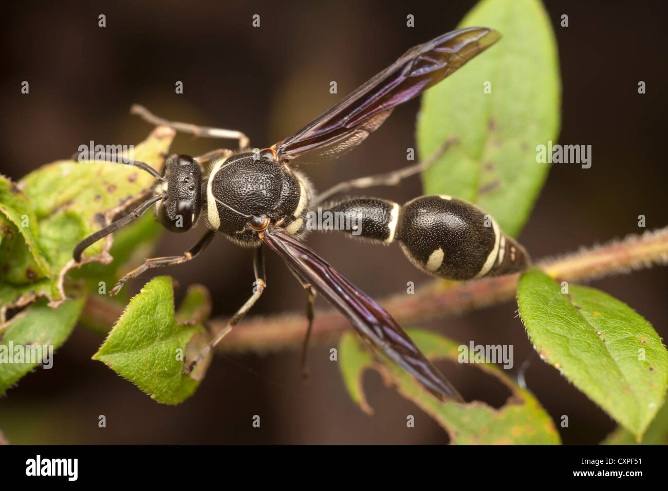 Potter Wasp (Eumenes fraternus Stock Photo - Alamy