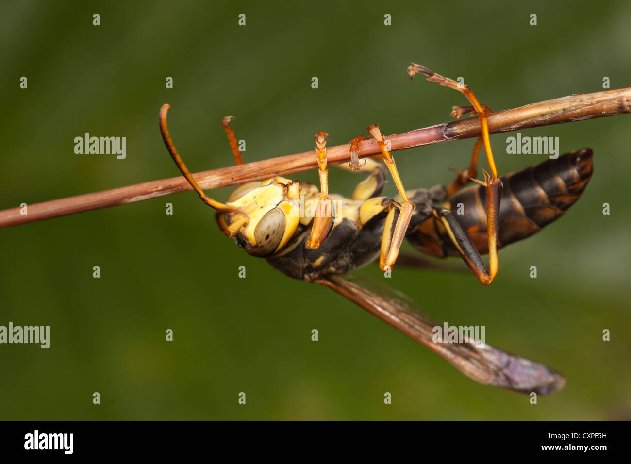 Northern Paper Wasp