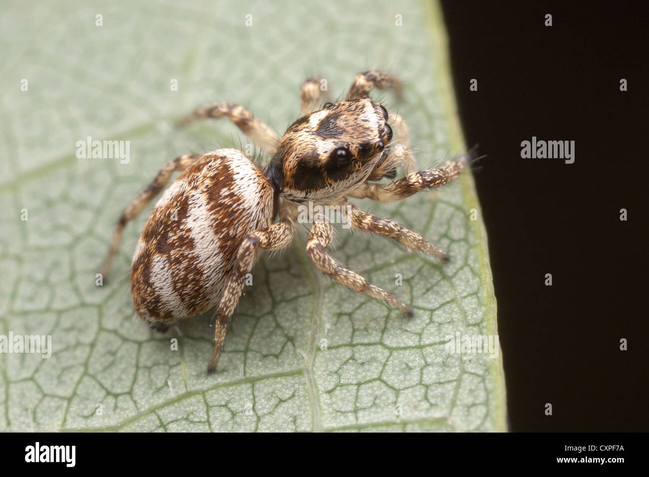 Zebra jumping spiders hi-res stock photography and images - Alamy