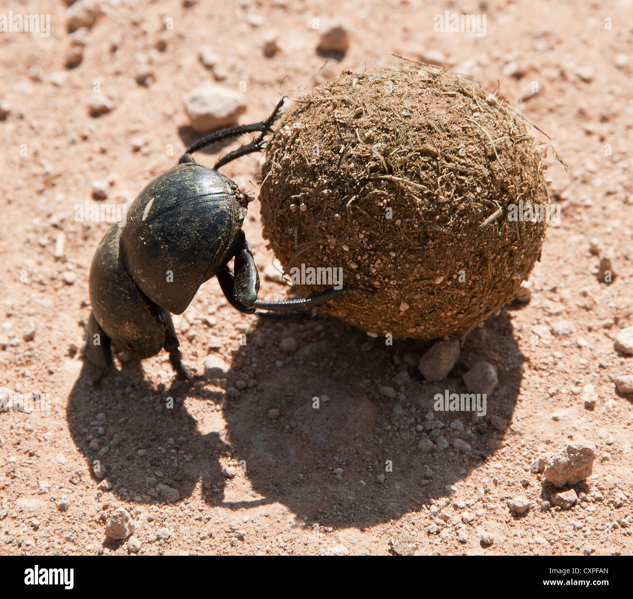 Beetle south africa hi-res stock photography and images - Alamy