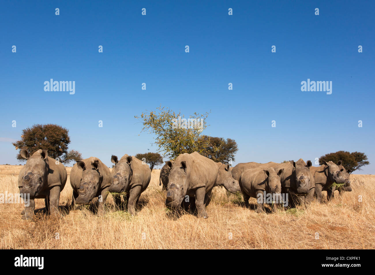 Dehorned white rhinos (Ceratotherium simum) on rhino farm, Klerksdorp ...