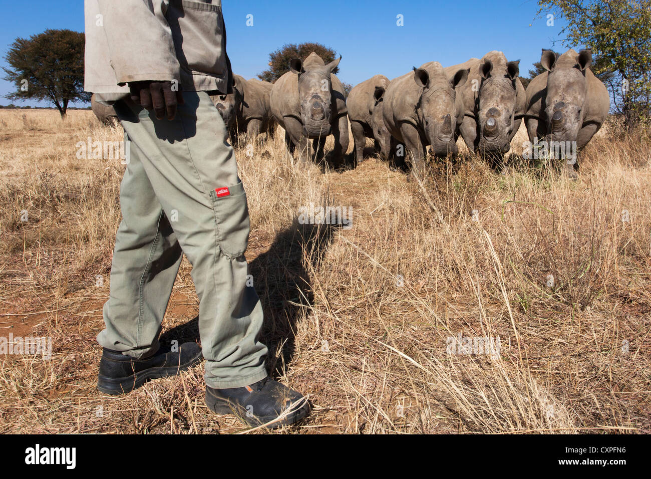Farming white rhino (Ceratotherium simum) on rhino farm, Klerksdorp ...