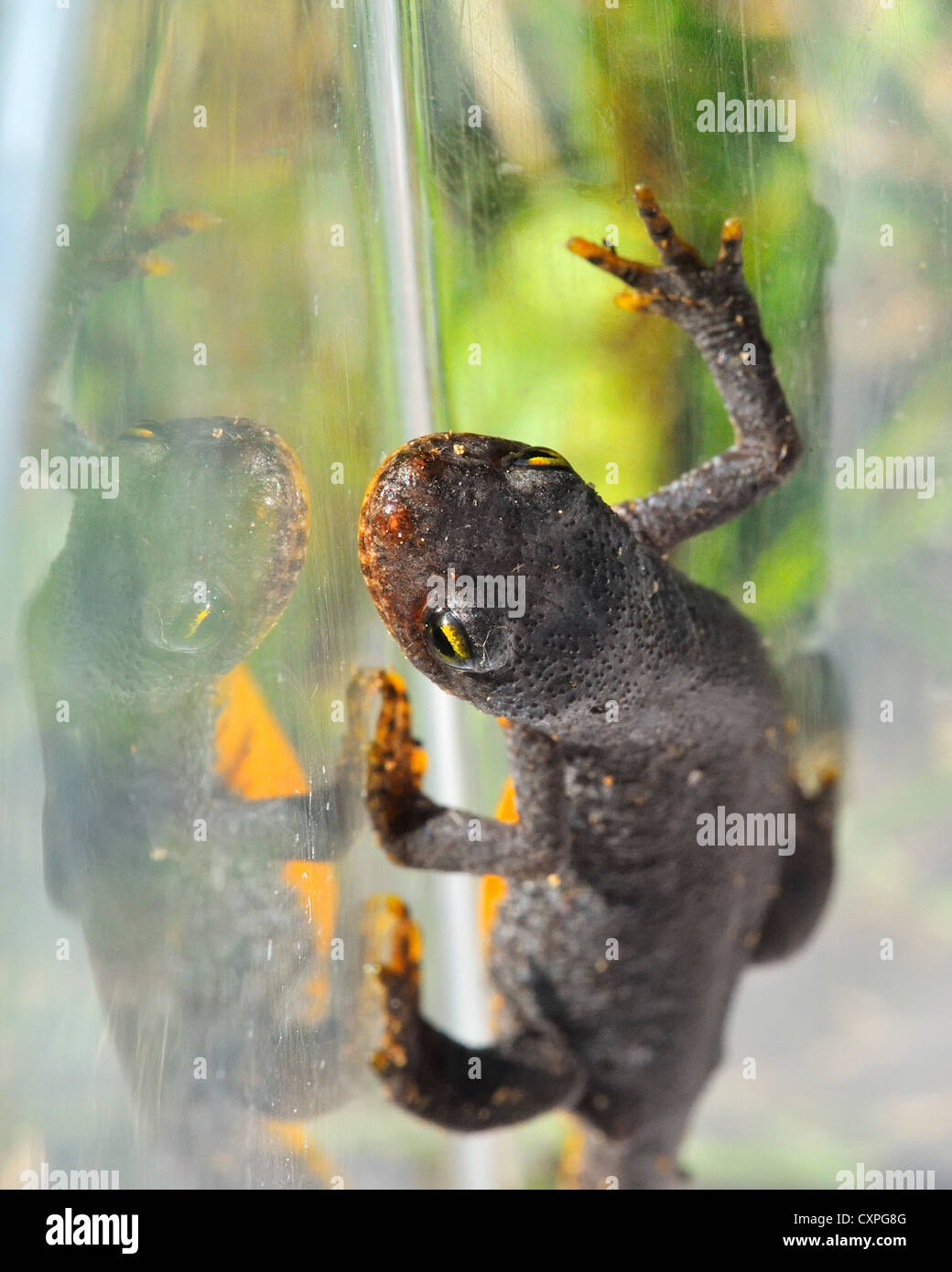 Alpine creatures hi-res stock photography and images - Alamy