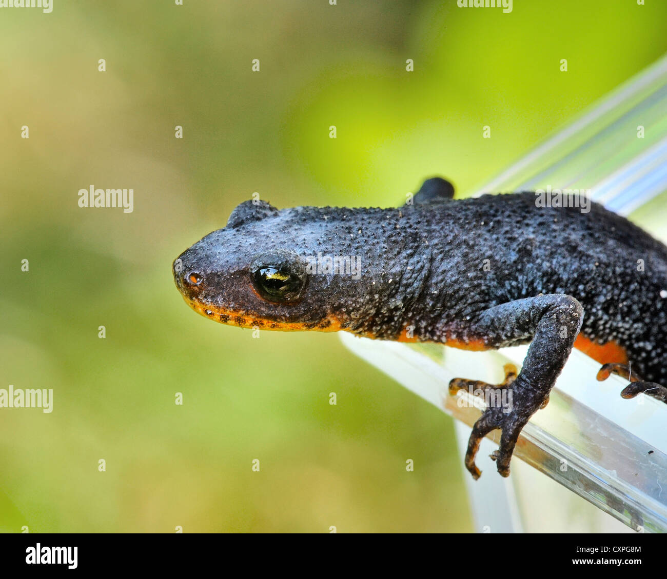 Alpine creatures hi-res stock photography and images - Alamy