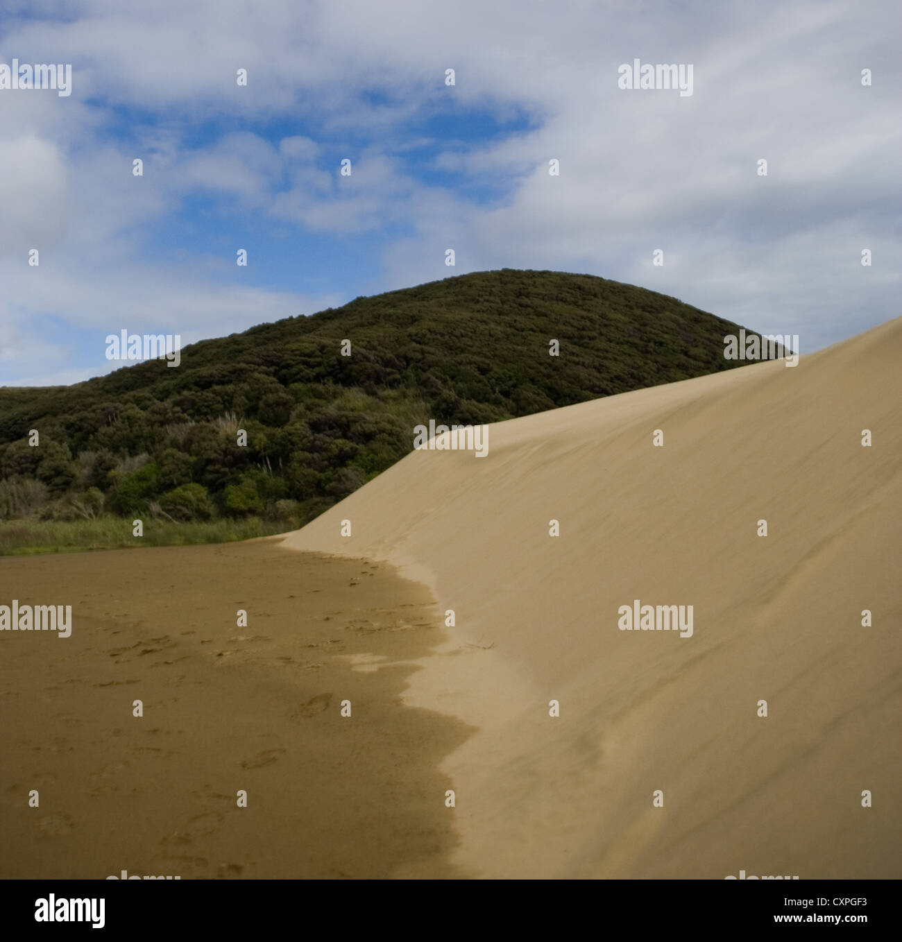 Sand dunes forest hi-res stock photography and images - Alamy