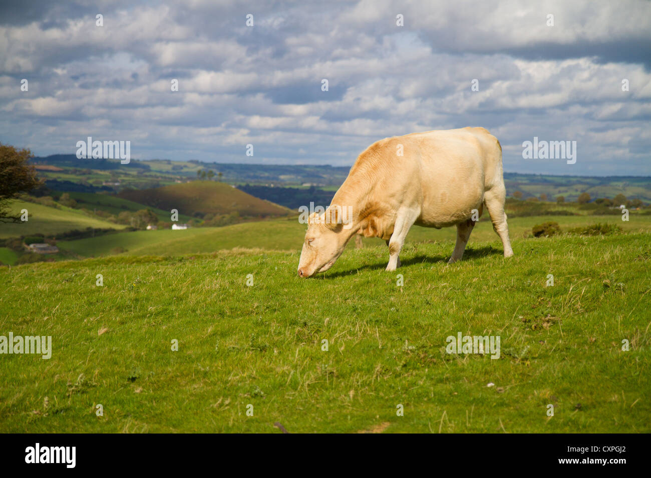 Cow grazing in English countryside in Dorset in green field with cloud ...