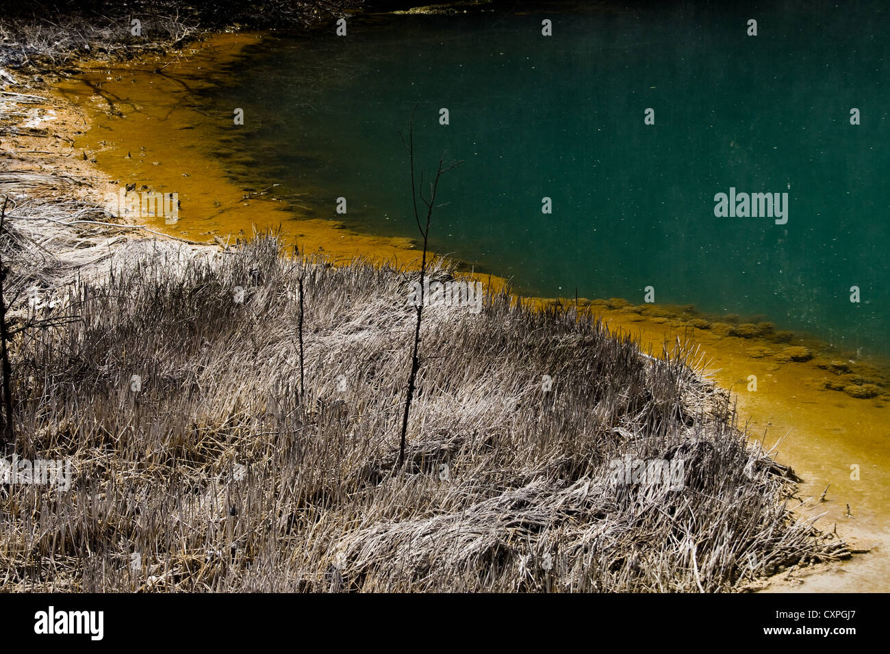 water edge rotorua volcanic lake new zealand Stock Photo - Alamy