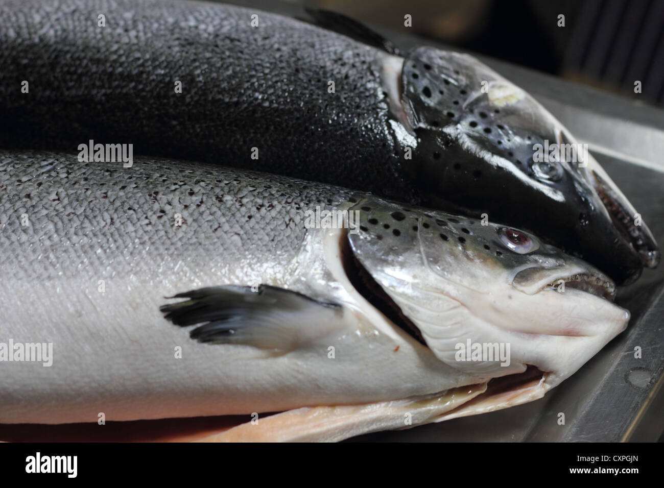 two Salmon fishs Stock Photo - Alamy