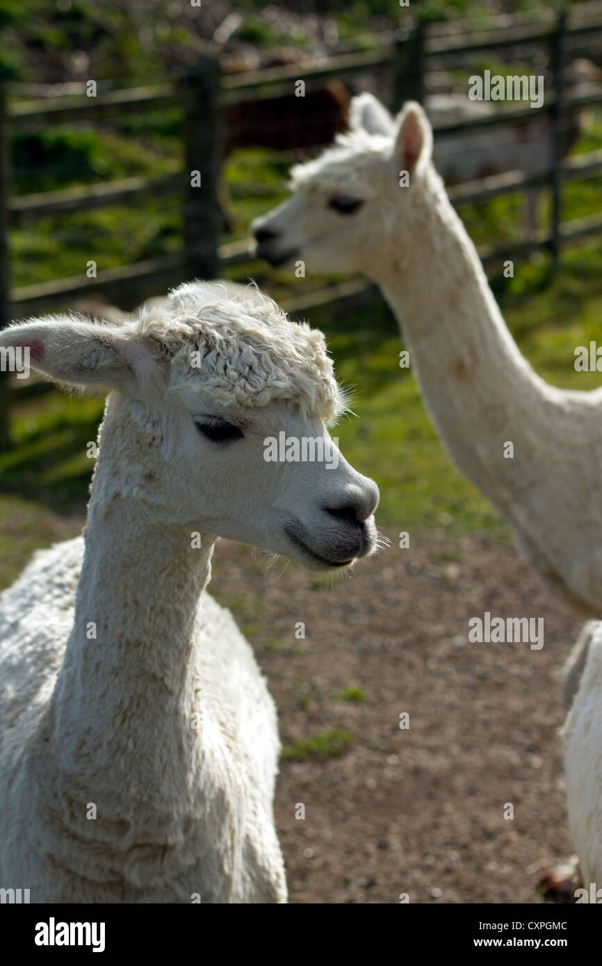 Pair of white alpaca showing face head and neck, like lama Stock Photo ...
