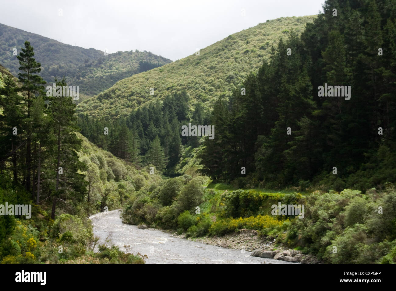 A forested valley in the North Island New Zealand Stock Photo - Alamy