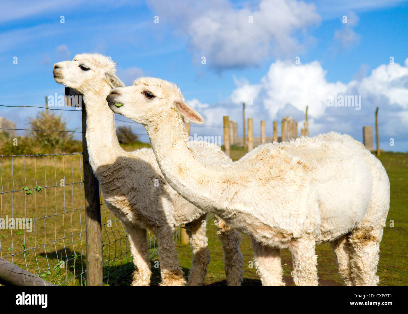 A pair of white alpacas against a beautiful blue sky Stock Photo - Alamy