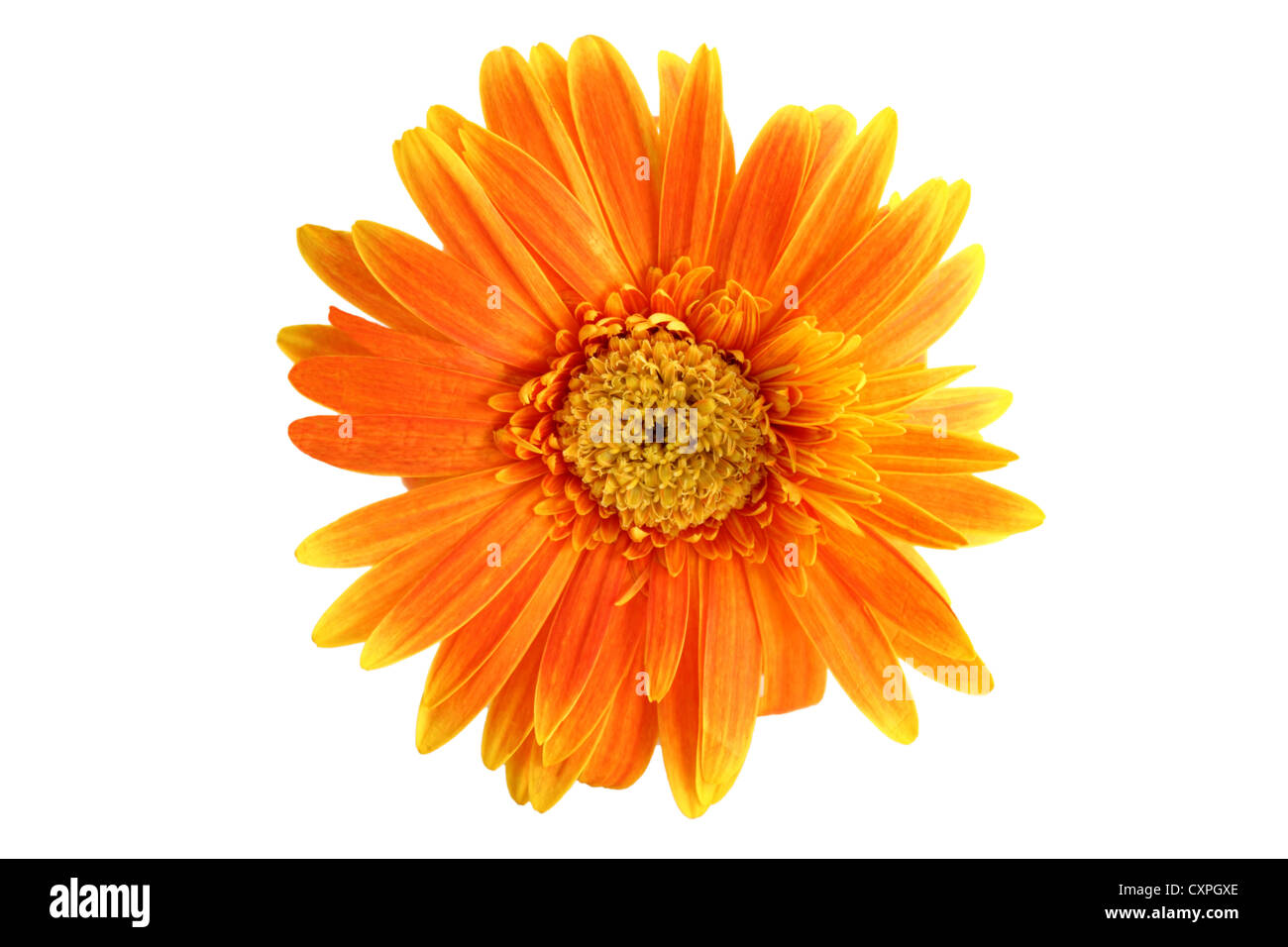 Orange gerbera on white background Stock Photo - Alamy