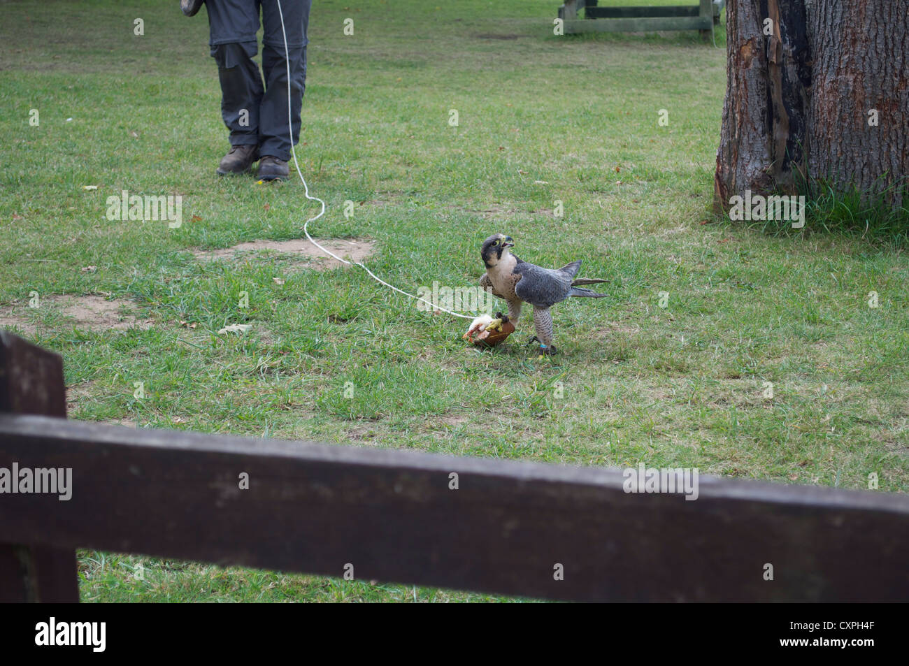 Bird of prey on gauntlet at the English School Of Falconry and Birds Of ...