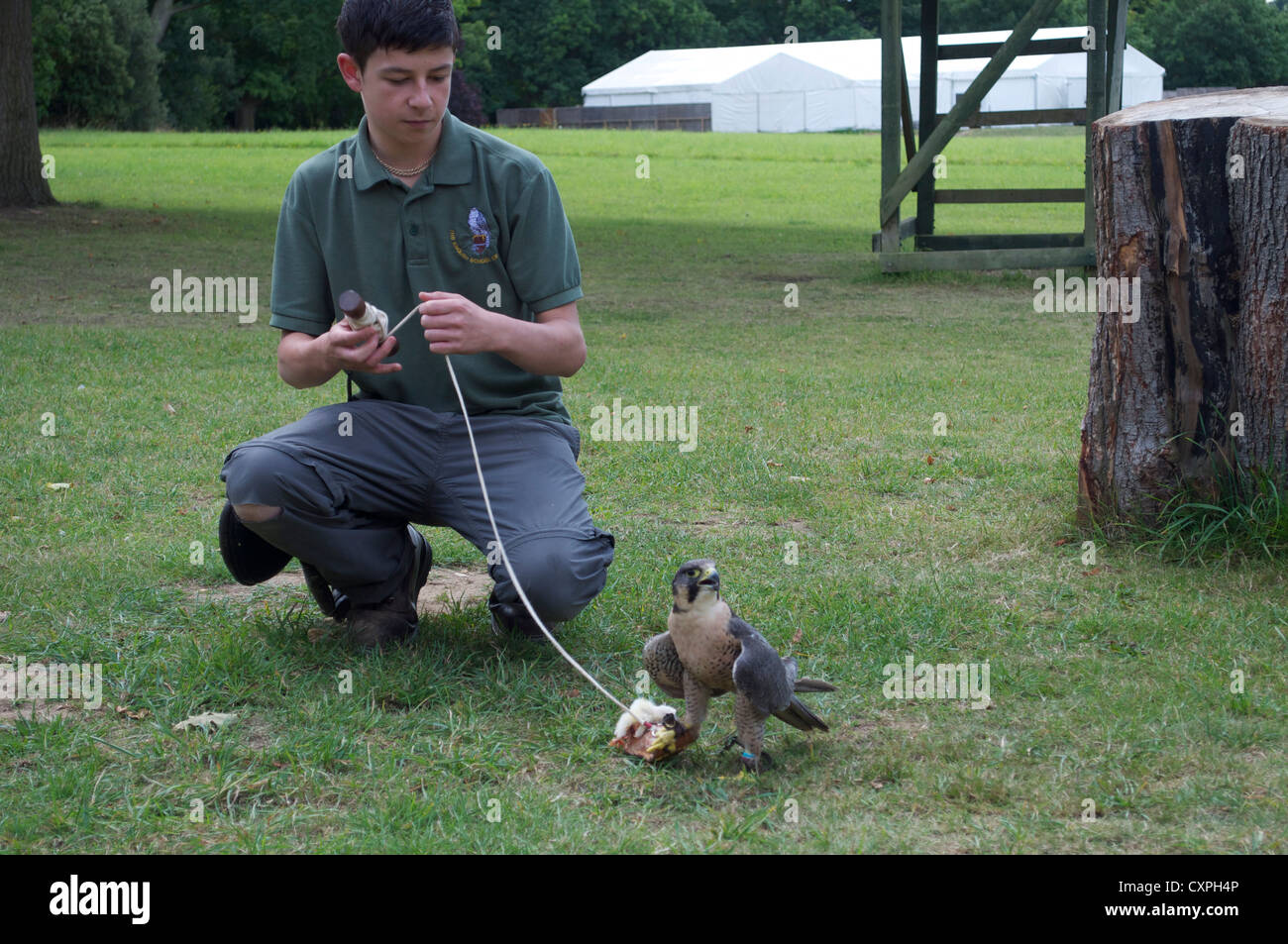 Bird of prey on gauntlet feeding at the English School Of Falconry and ...