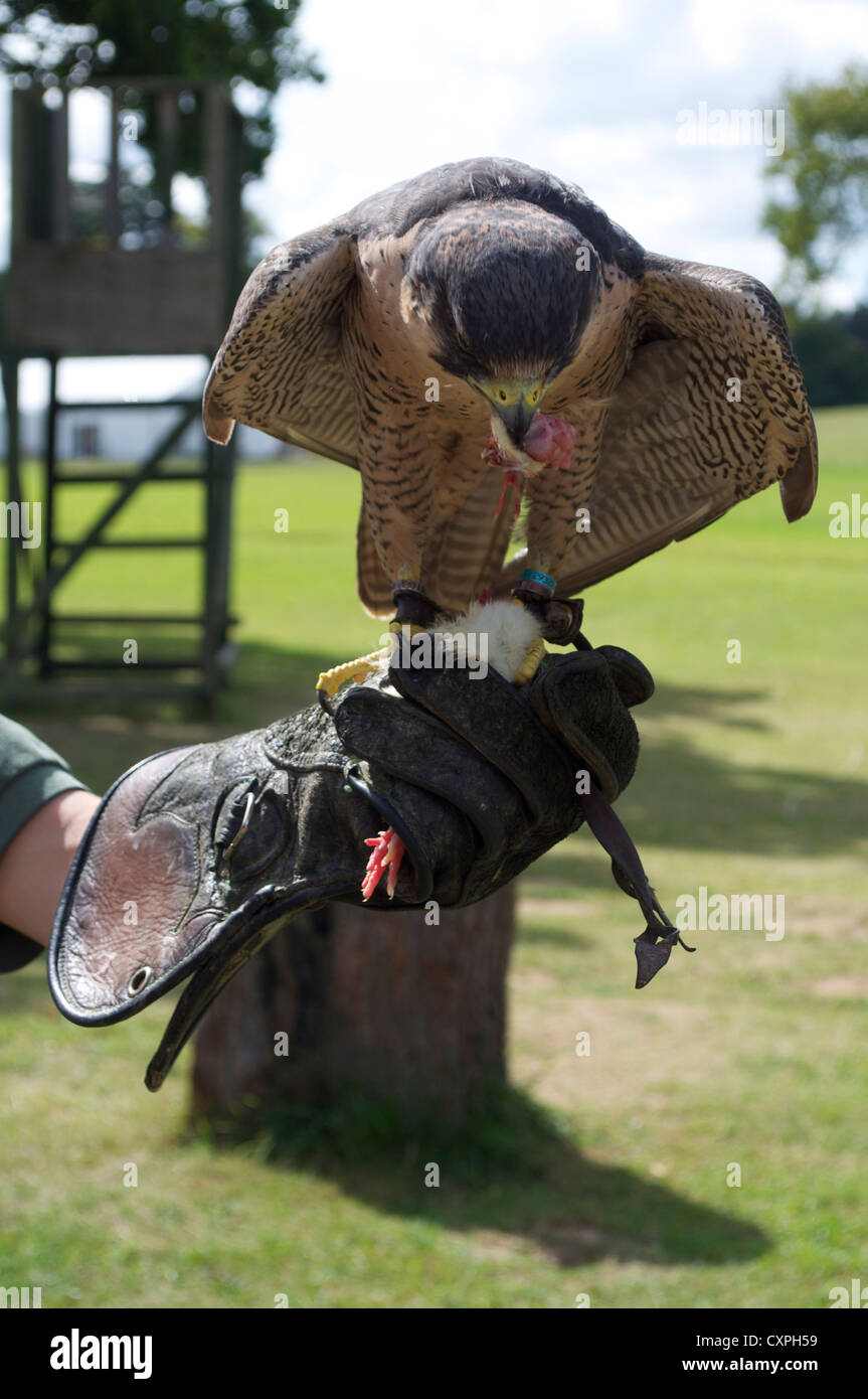 Gauntlet Birds Of Prey High Resolution Stock Photography and Images - Alamy