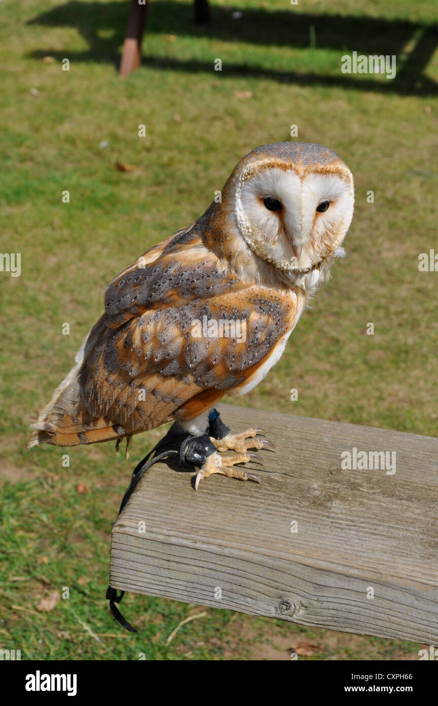 English barn owl hi-res stock photography and images - Alamy