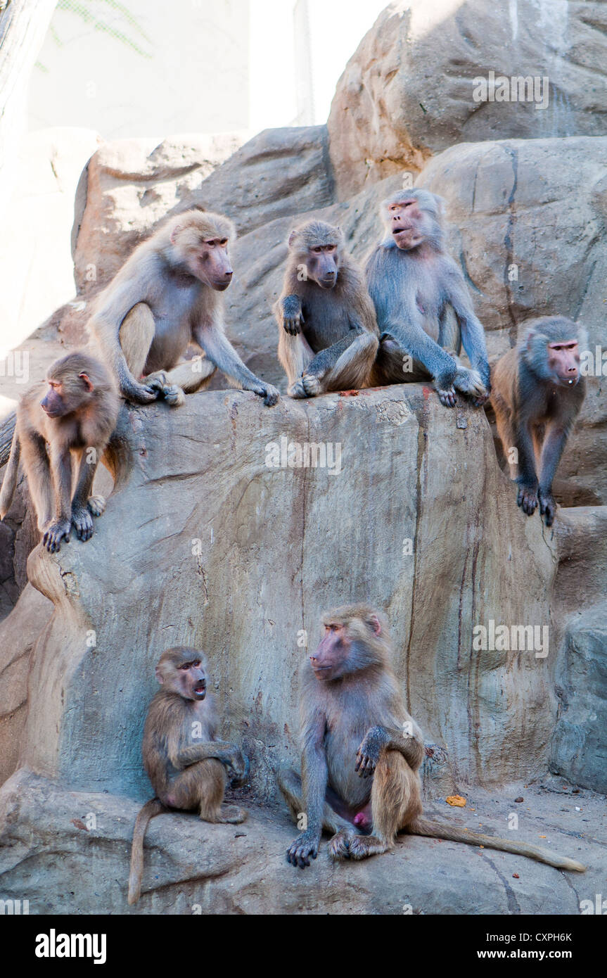 baboons sitting on a large rock Stock Photo - Alamy