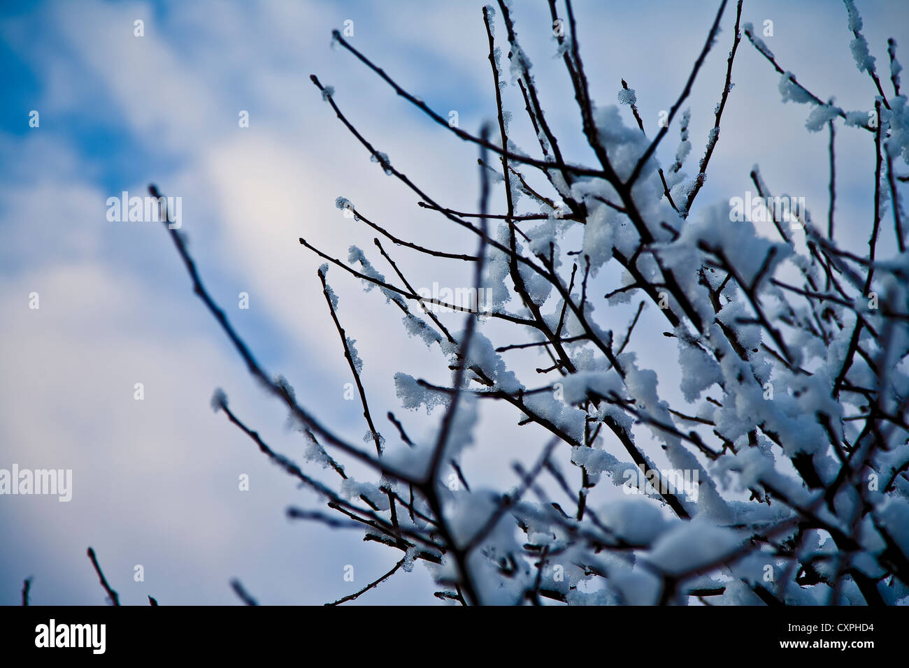 Close-up tree with snow with blue background Stock Photo - Alamy