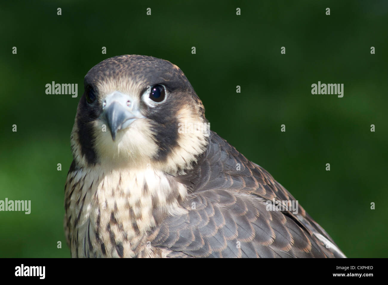 Birds Of Prey English
