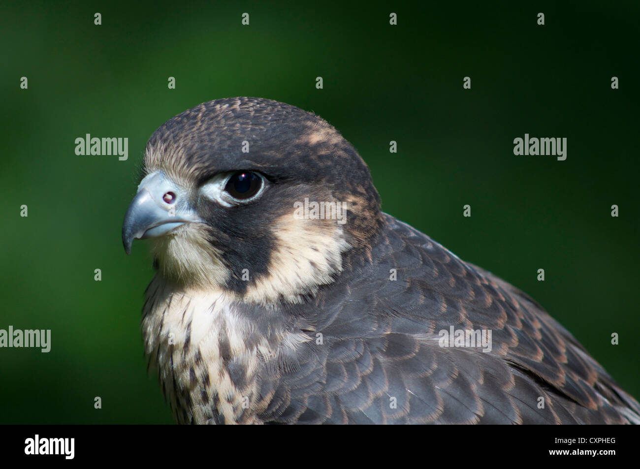 Peregrine falcon at the English School Of Falconry and Birds Of Prey ...
